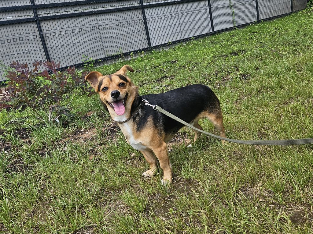 Šunys - Vilniaus gyvūnų globos namai